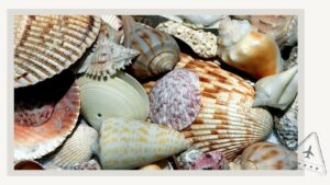 Best Beaches in Sanibel for Shelling as Suggested by Locals